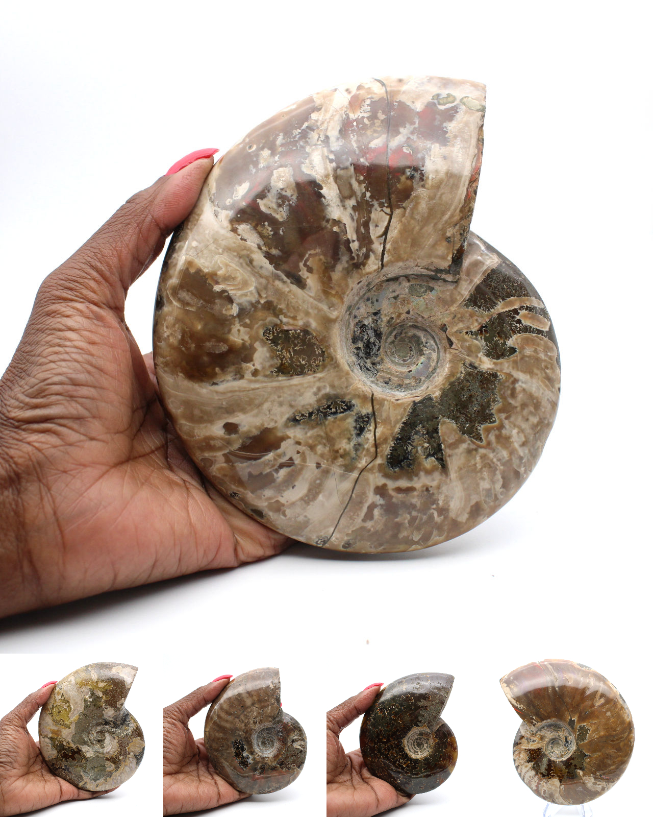 Large Whole Ammonites: Collectible Fossils